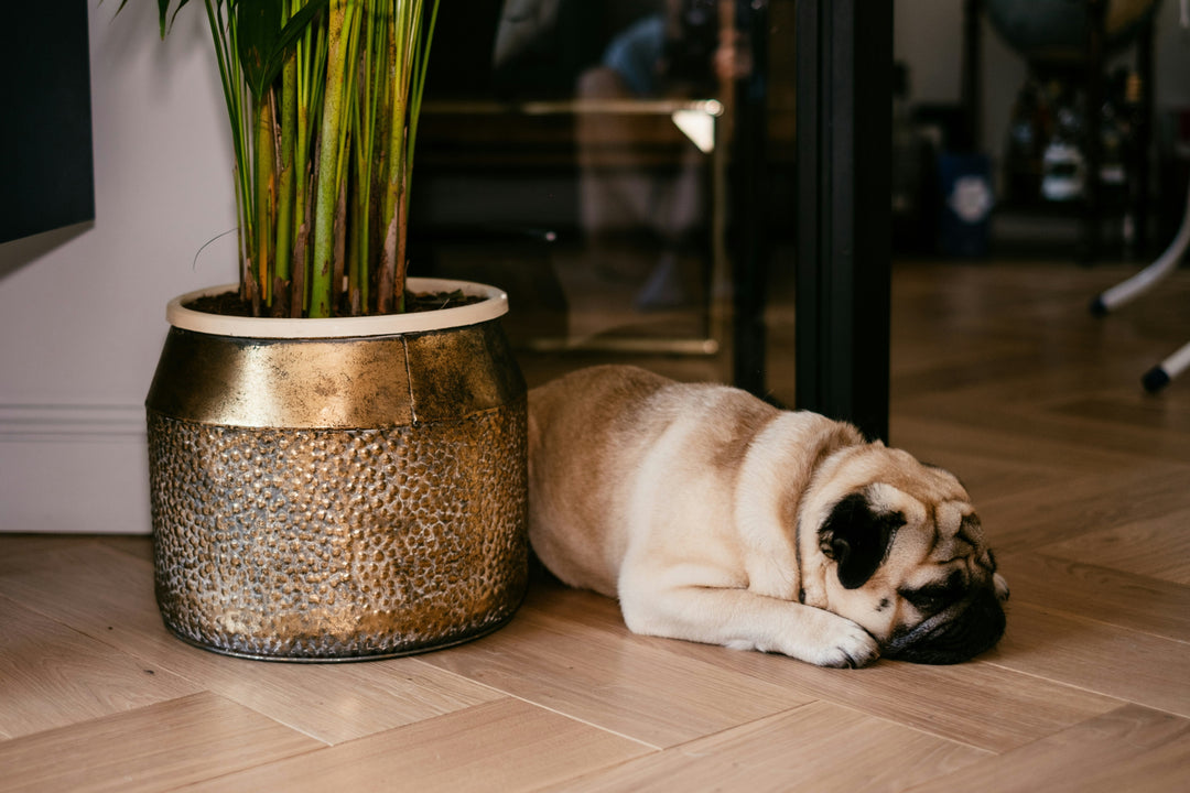 When Days Shorten, Plants Shift – PlantChoir