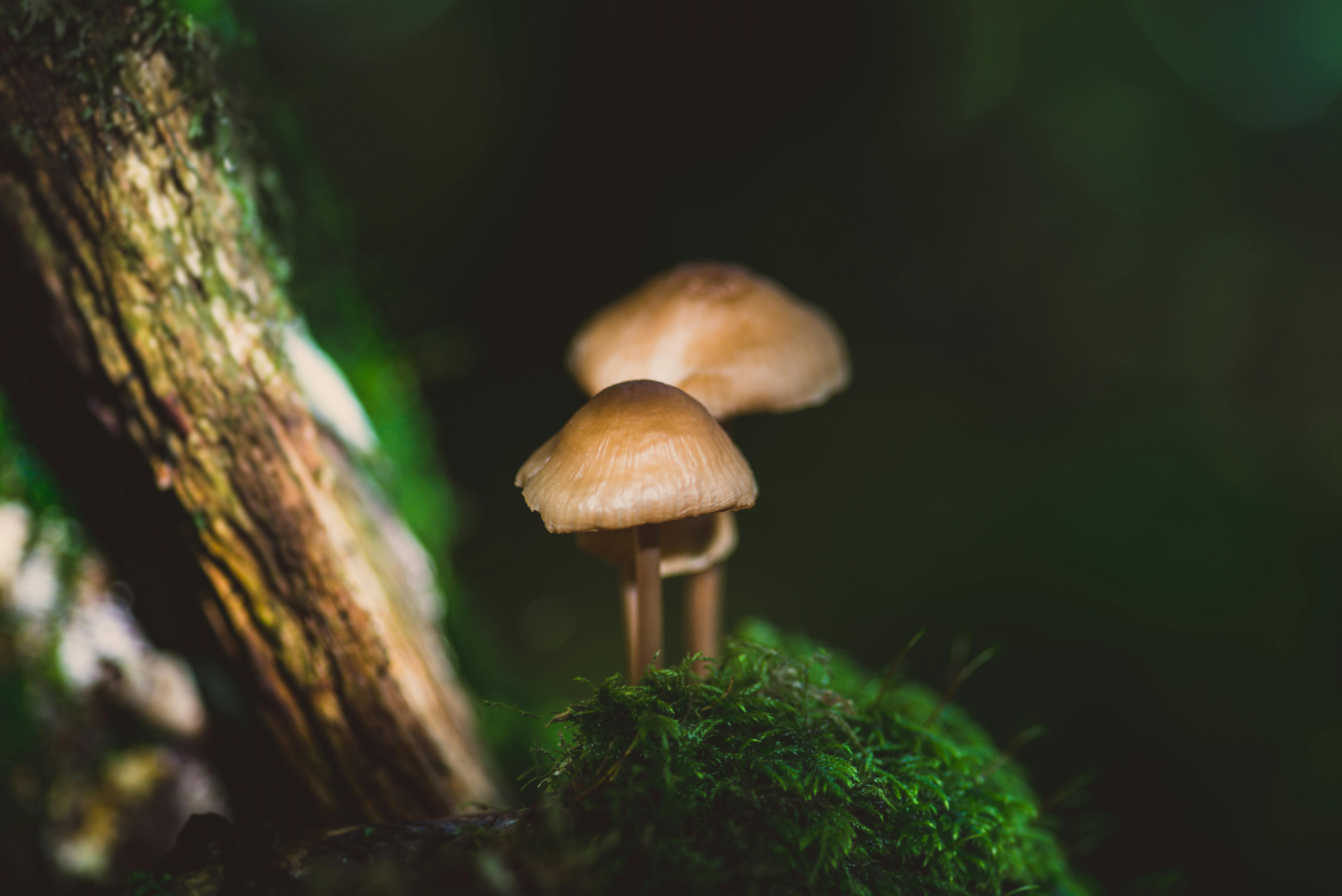 Why Fungi Choose Autumn – PlantChoir