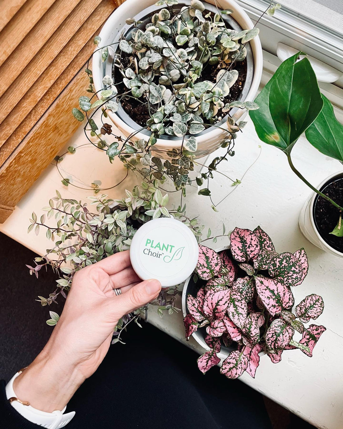 Make Music With Your Plants | PLANTChoir – PlantChoir