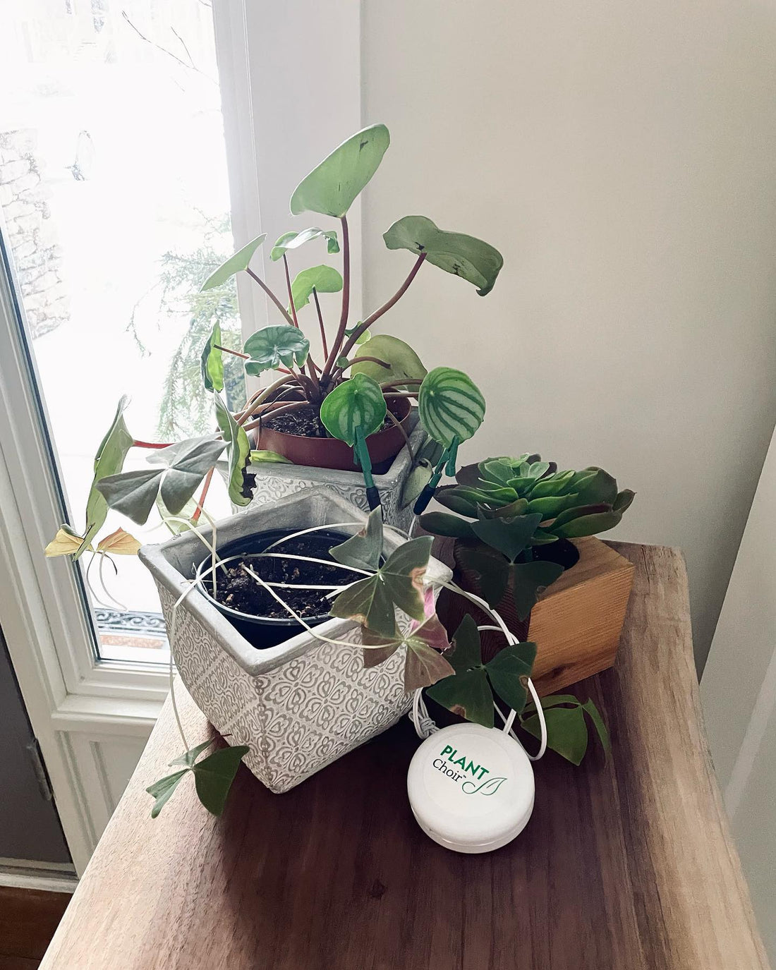 Make Music With Your Plants | PLANTChoir – PlantChoir